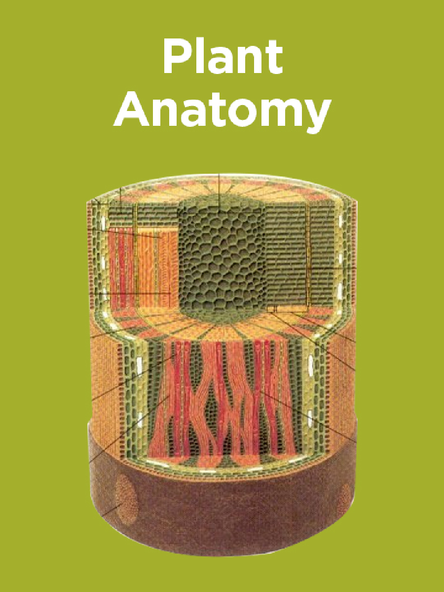 Download Plant Anatomy PDF Online 2020 By Panel Of Experts